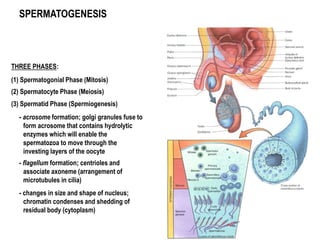 MALE REPRODUCTIVE SYSTEM_091455 (1).pptx