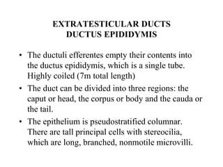 MALE REPRODUCTIVE SYSTEM_091455 (1).pptx