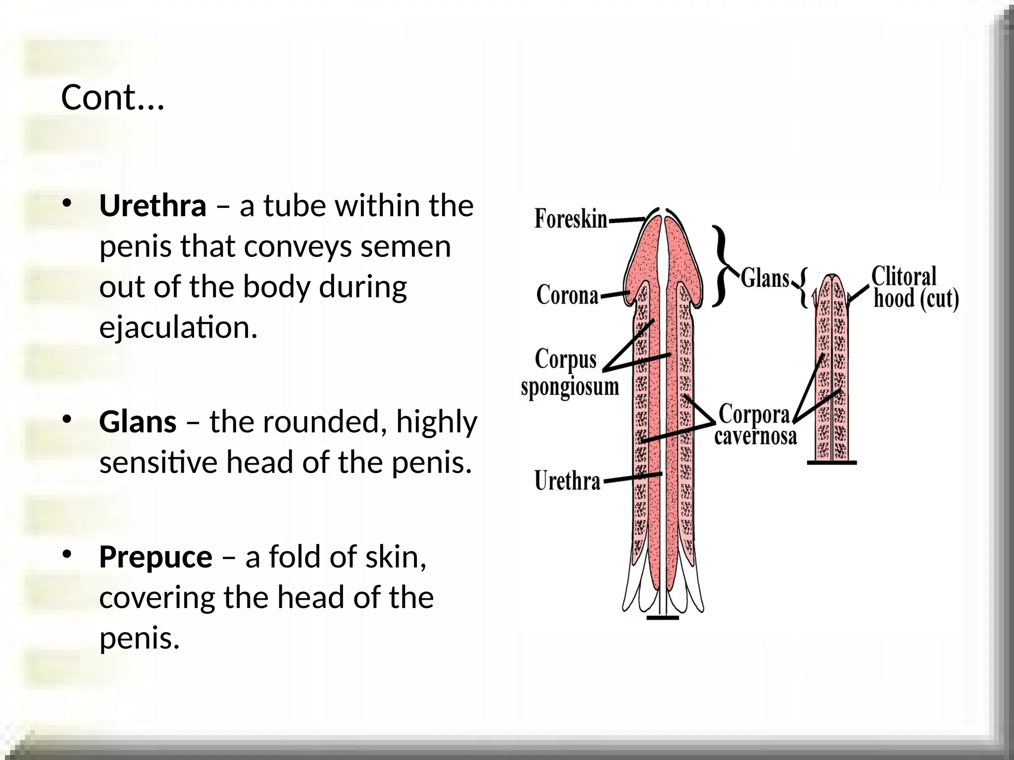 MALE REPRODUCTIVE S YSTEM 2024.pptx