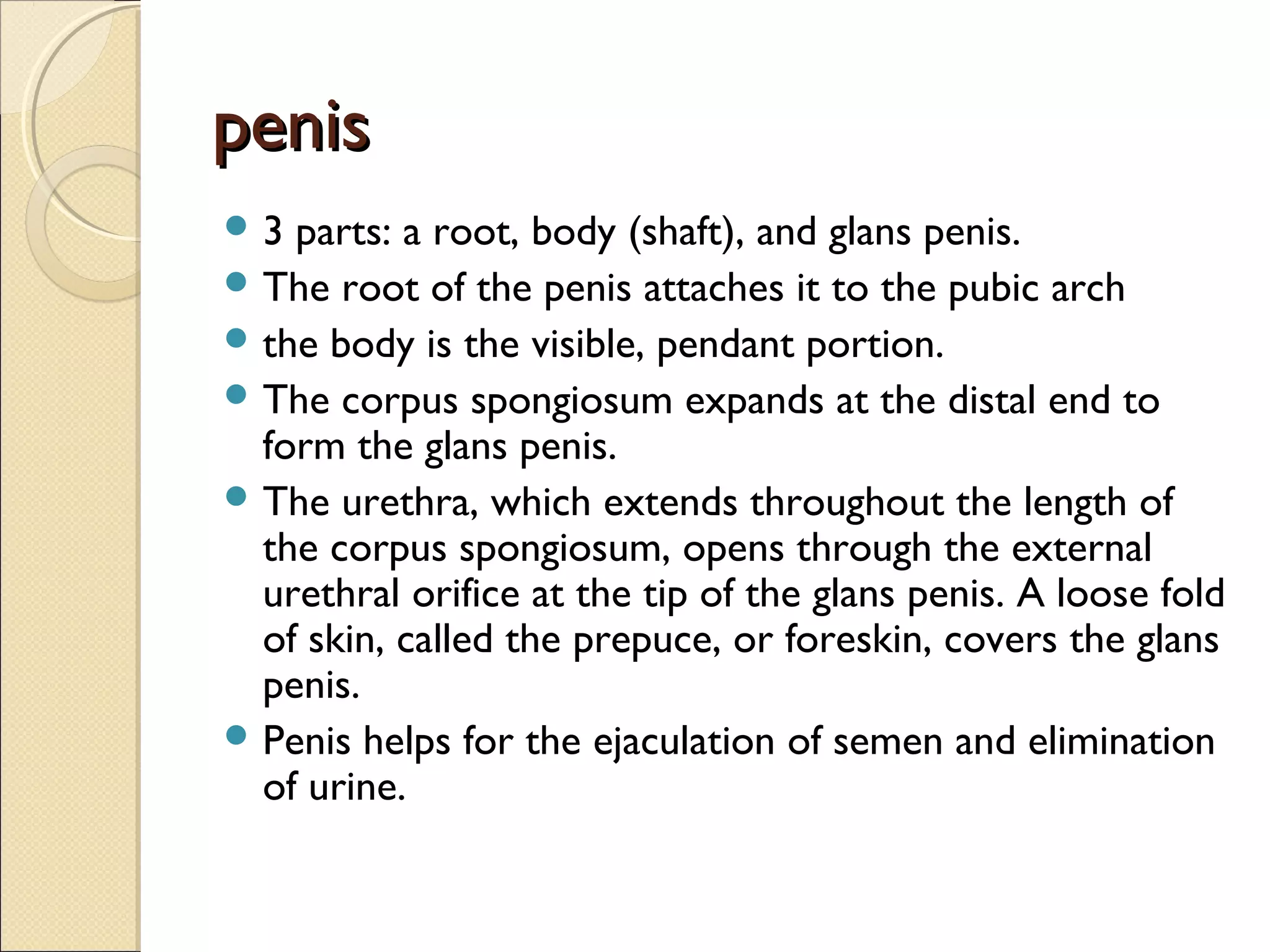 Male reproductive system 203 | PPT