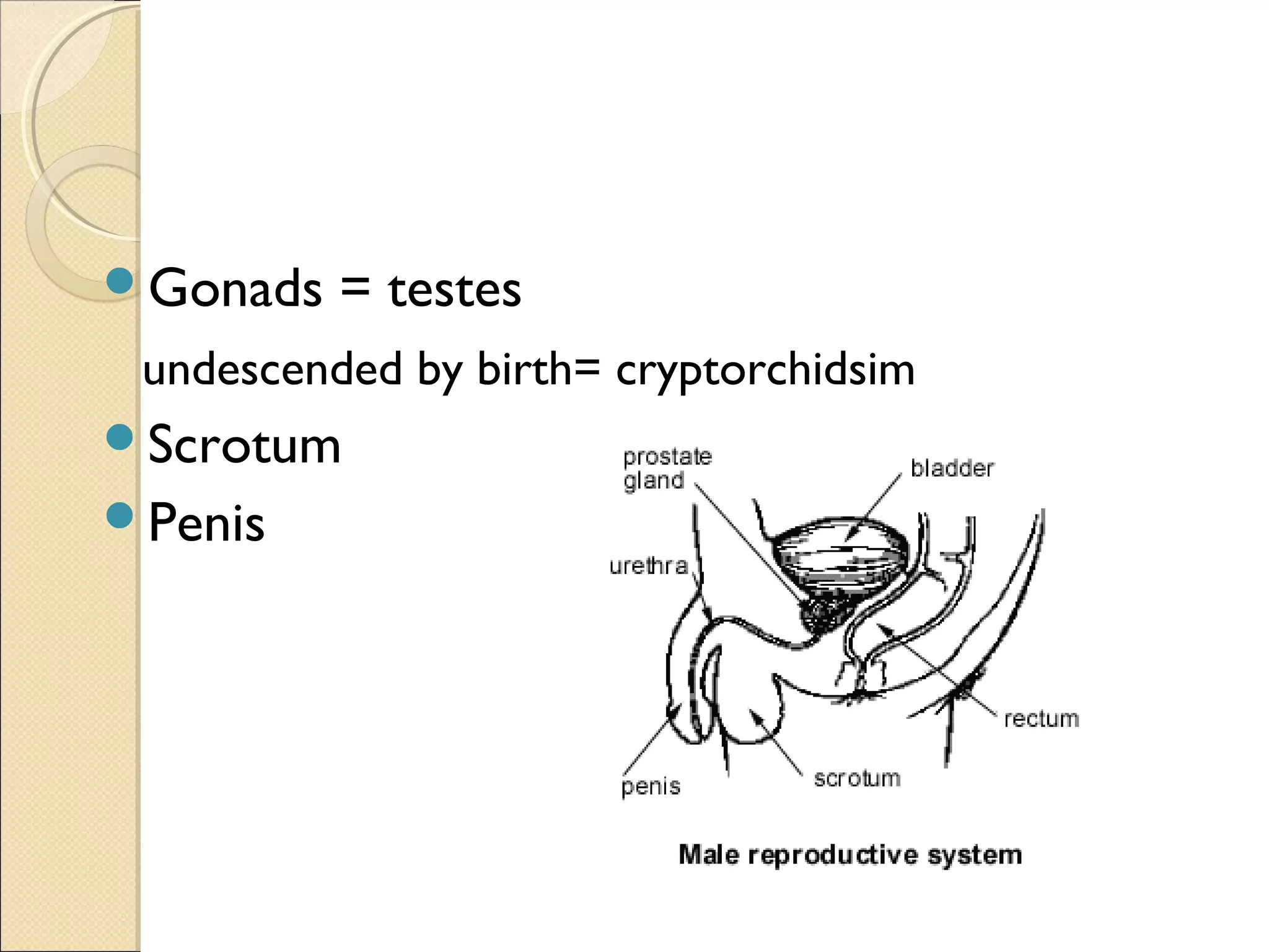 Male reproductive system 203 | PPT