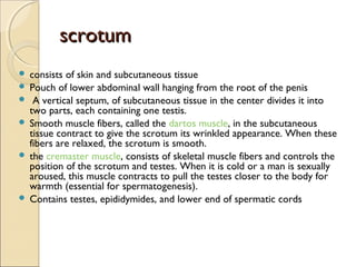 Male reproductive system 203 | PPT