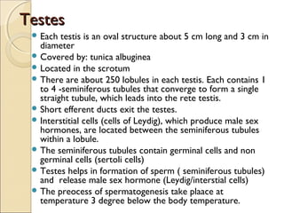 Male reproductive system 203 | PPT