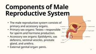 male reproductive system physiology (24A1628).pptx