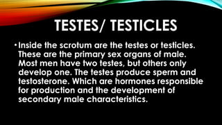 MALE REPRODUCTIVE SYSTEM 2ND QUARTER PPT | PPT