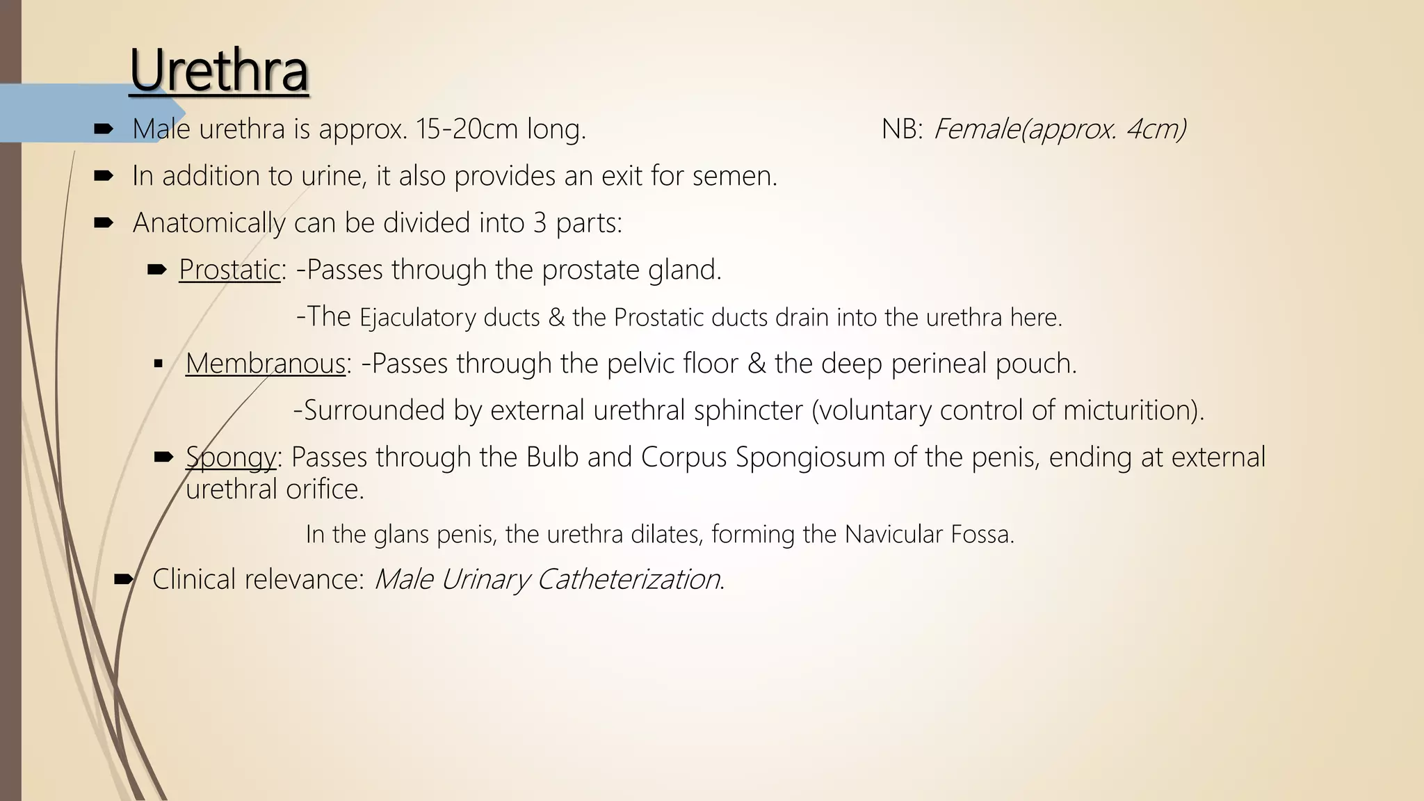 Male reproductive system anatomy | PPTX