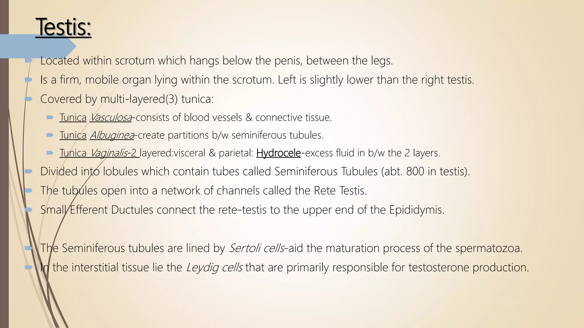 Male reproductive system anatomy | PPTX