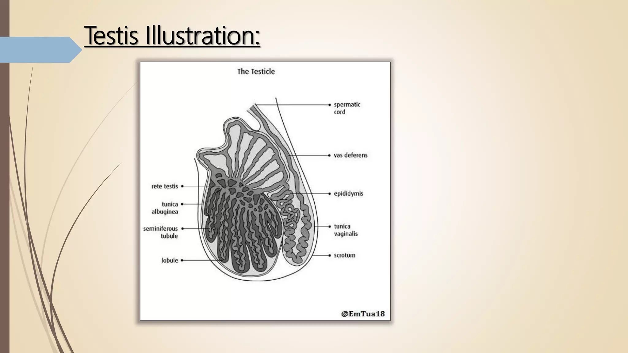Male reproductive system anatomy | PPTX