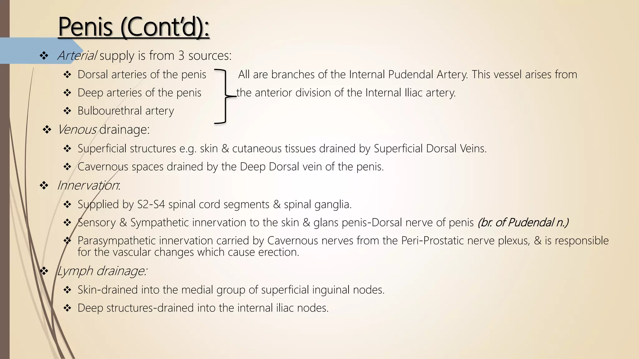 Male reproductive system anatomy | PPTX