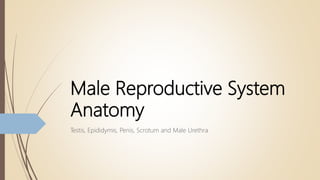 Male reproductive system anatomy | PPTX
