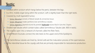 Male reproductive system anatomy | PPTX