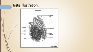 Male reproductive system anatomy | PPTX