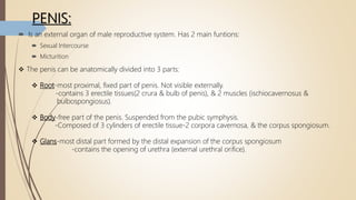 Male reproductive system anatomy | PPTX