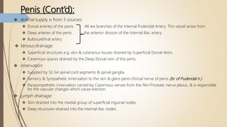 Male reproductive system anatomy | PPTX