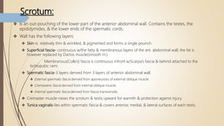 Male reproductive system anatomy | PPTX