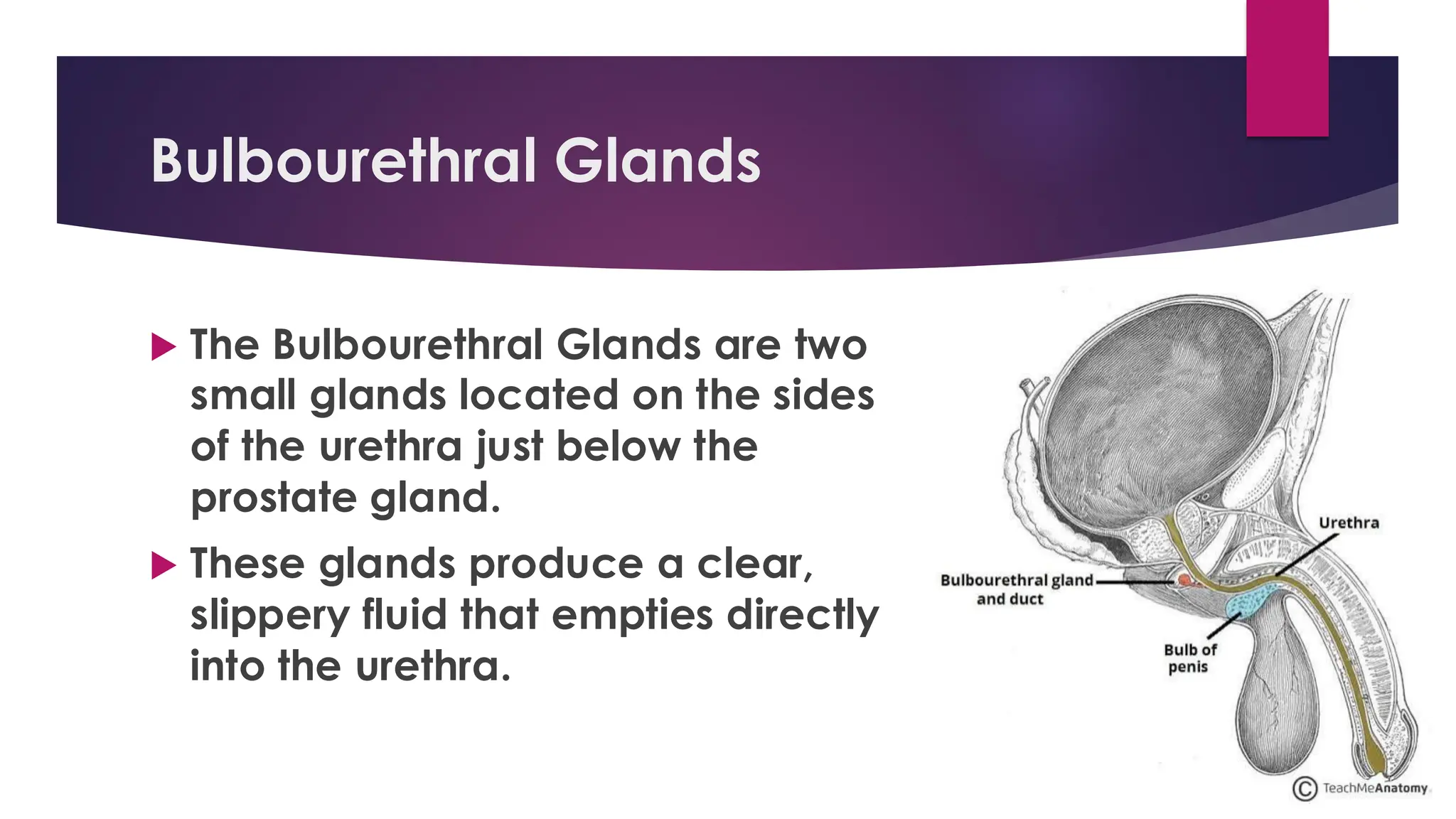 Male reproductive system and its disorders.pdf