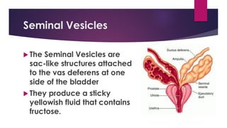 Male reproductive system and its disorders.pdf