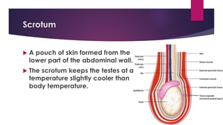 Male reproductive system and its disorders.pdf