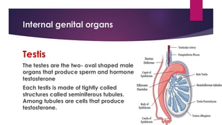 Male reproductive system and its disorders.pdf
