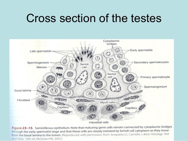 Male reproductive system and its regulation