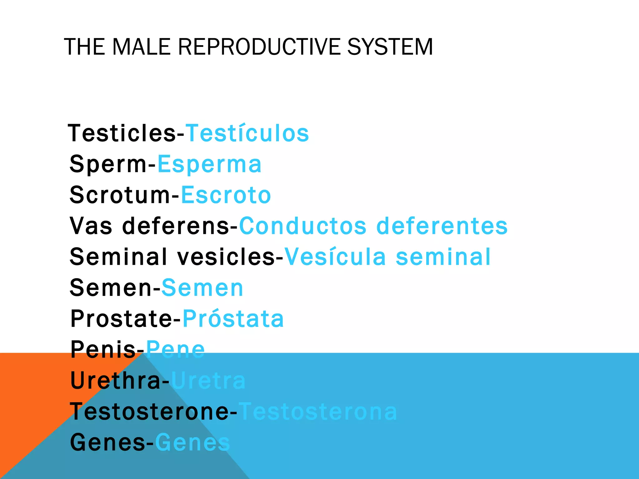 The Male Reproductive System | PPT