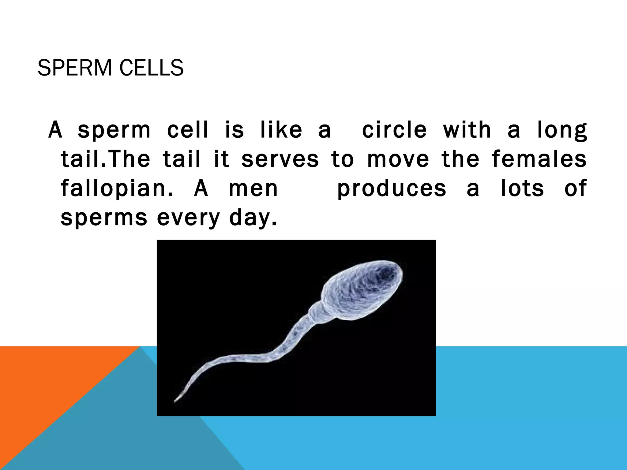 The Male Reproductive System | PPT