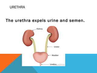 The Male Reproductive System | PPT