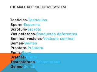 The Male Reproductive System | PPT