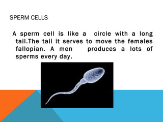 The Male Reproductive System | PPT