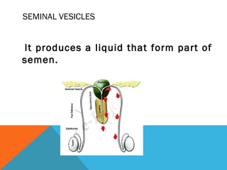 The Male Reproductive System | PPT