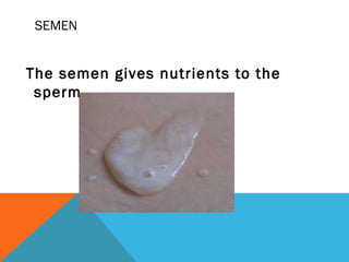 The Male Reproductive System | PPT