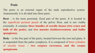 Male Reproductive System Anju - Copy.pptx