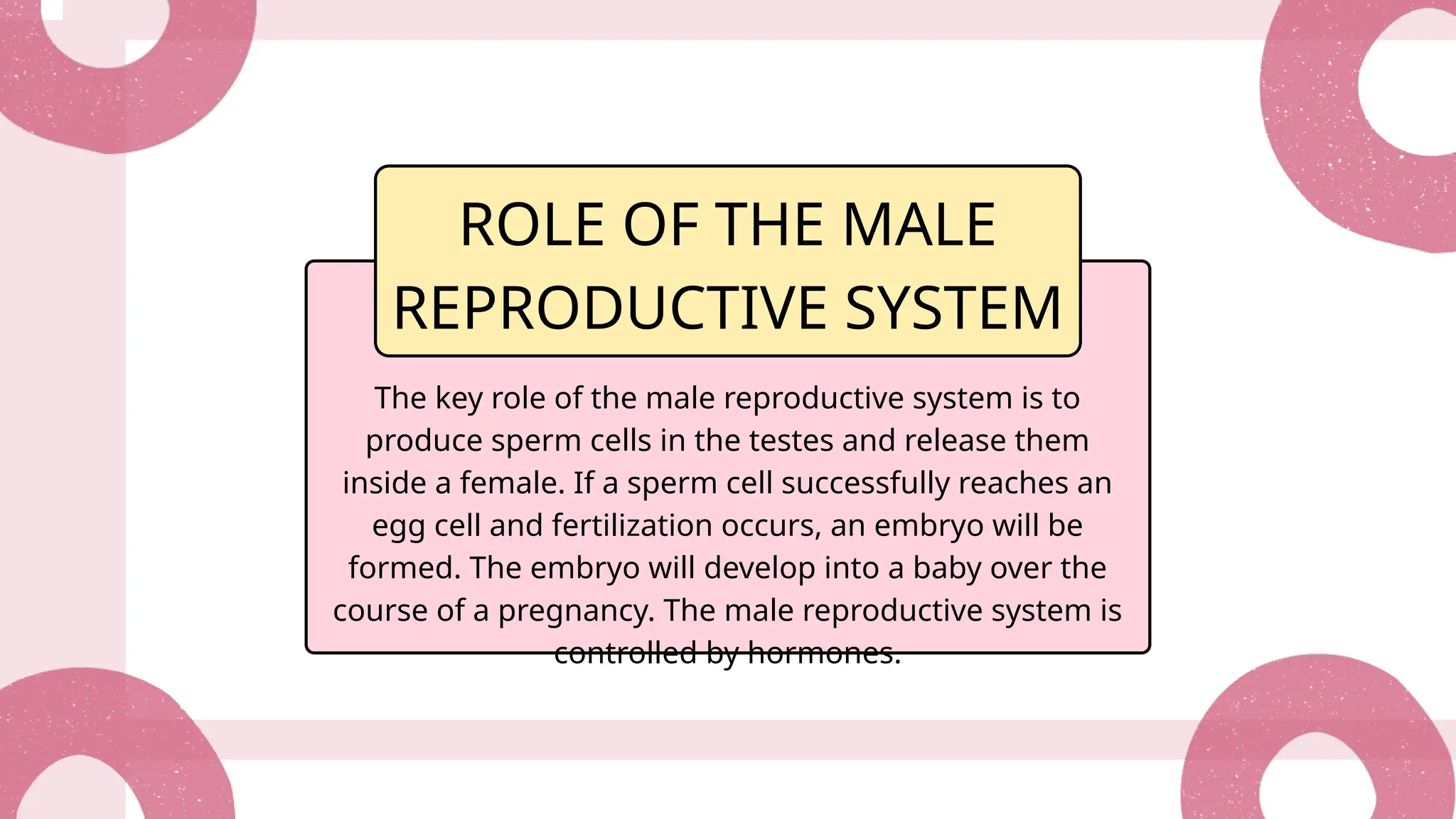 Male Reproductive System Biology Presentation in a Bold Pink Style.pptx