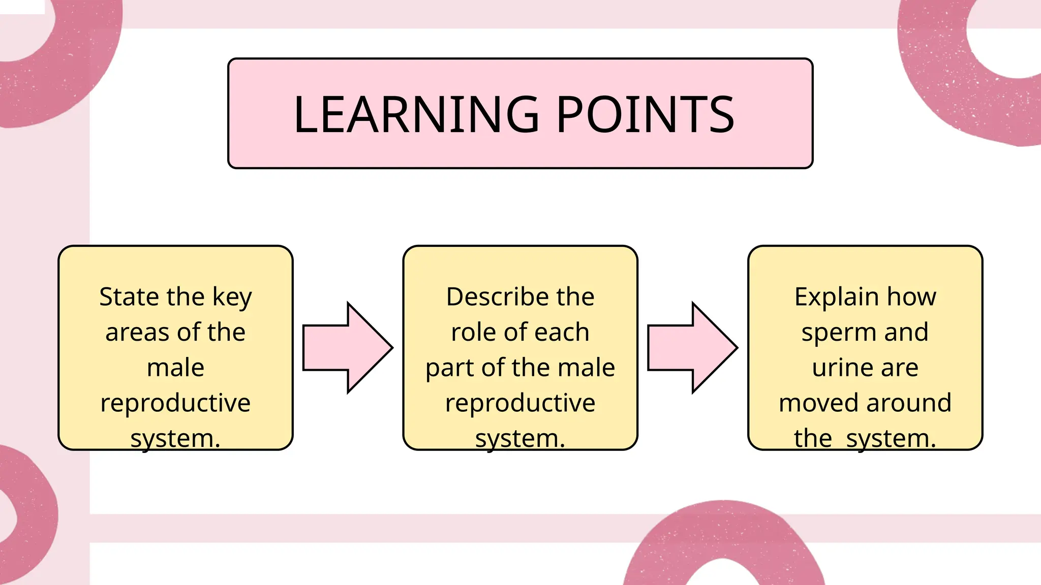 Male Reproductive System Biology Presentation in a Bold Pink Style.pptx