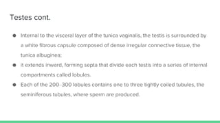 Male Reproductive System ......... .pptx