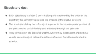 Male Reproductive System ......... .pptx | Infertility | Reproductive ...