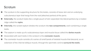 Male Reproductive System ......... .pptx | Infertility | Reproductive ...