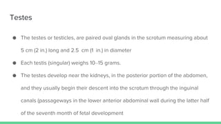Male Reproductive System ......... .pptx | Infertility | Reproductive ...