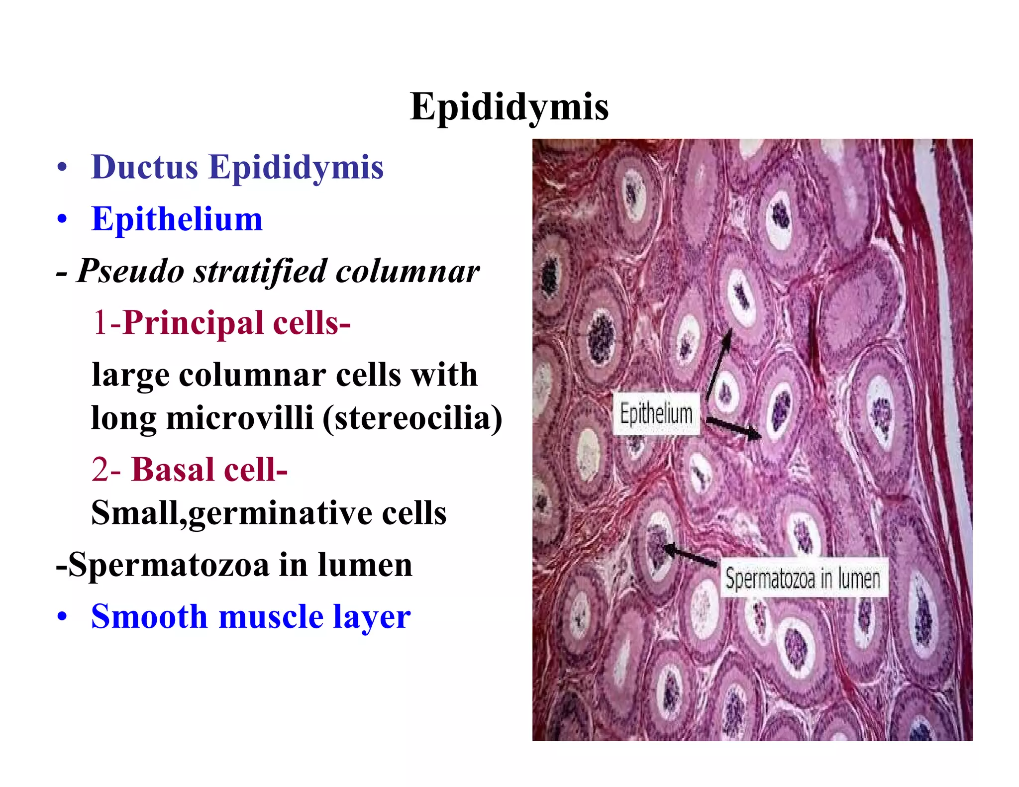 Male Reproductive system histology | PDF