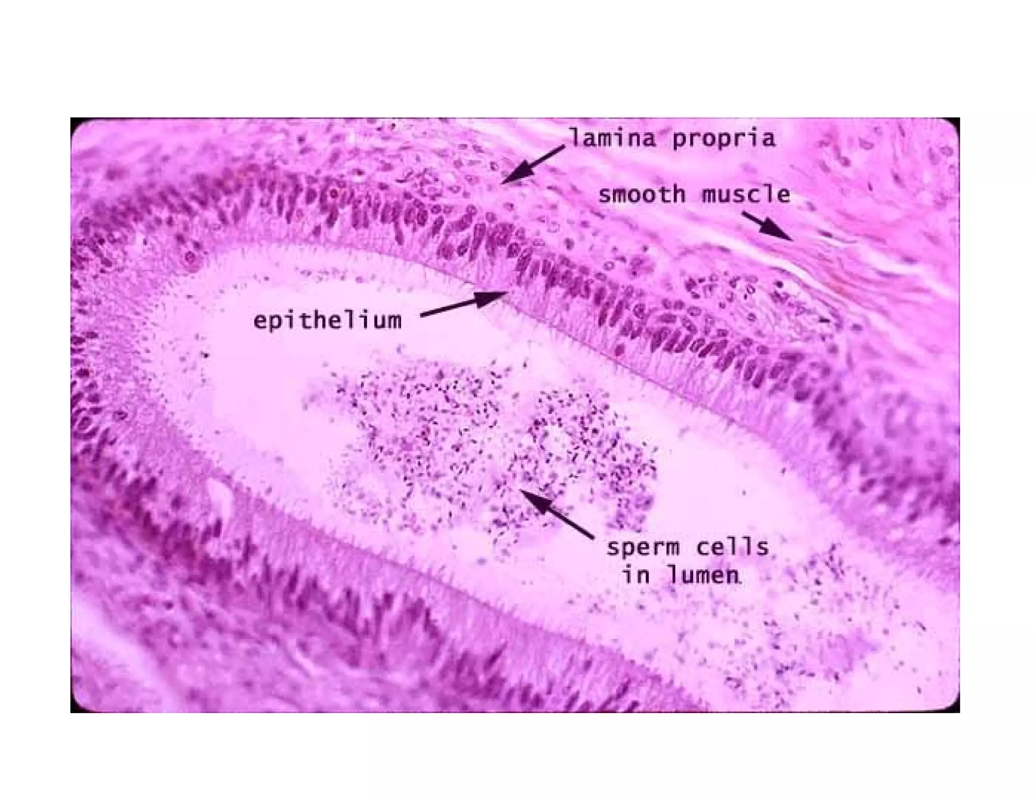 Male Reproductive system histology | PDF