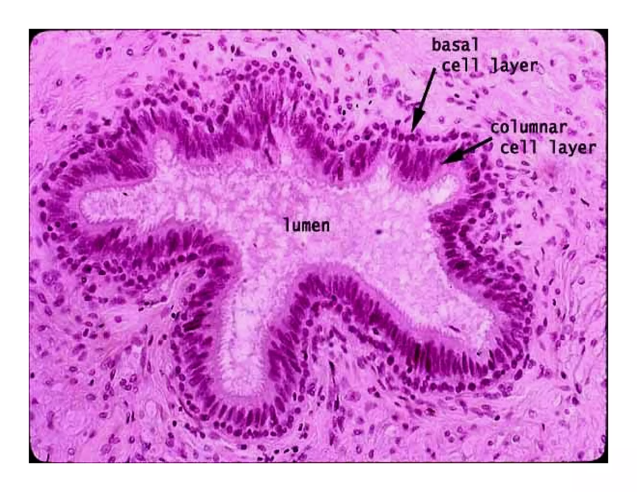 Male Reproductive system histology | PDF