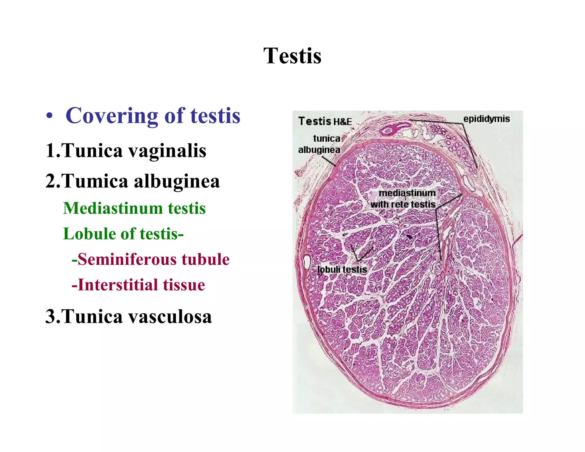 Male Reproductive system histology | PDF