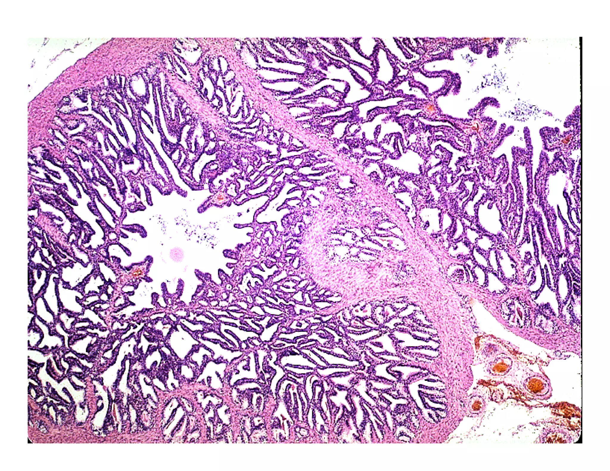 Male Reproductive system histology | PDF