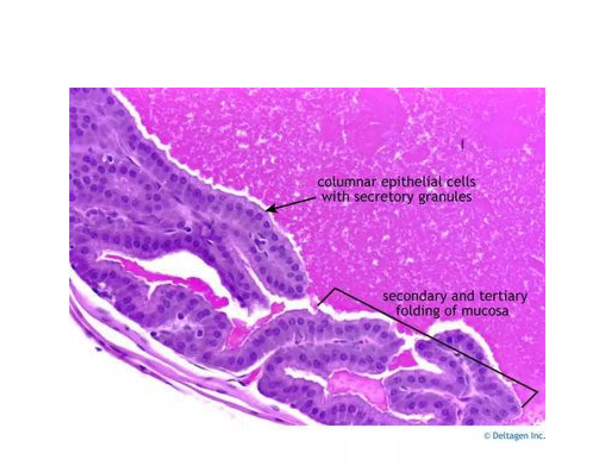 Male Reproductive system histology | PDF