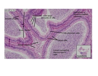 Male Reproductive system histology | PDF