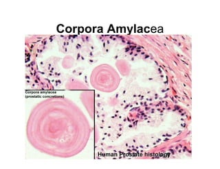 Male Reproductive system histology | PDF