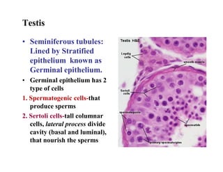Male Reproductive system histology | PDF