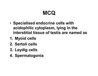 Male Reproductive system histology | PDF