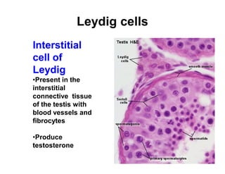 Interstitial Cells Histology