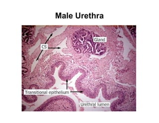 Membranous Urethra Histology